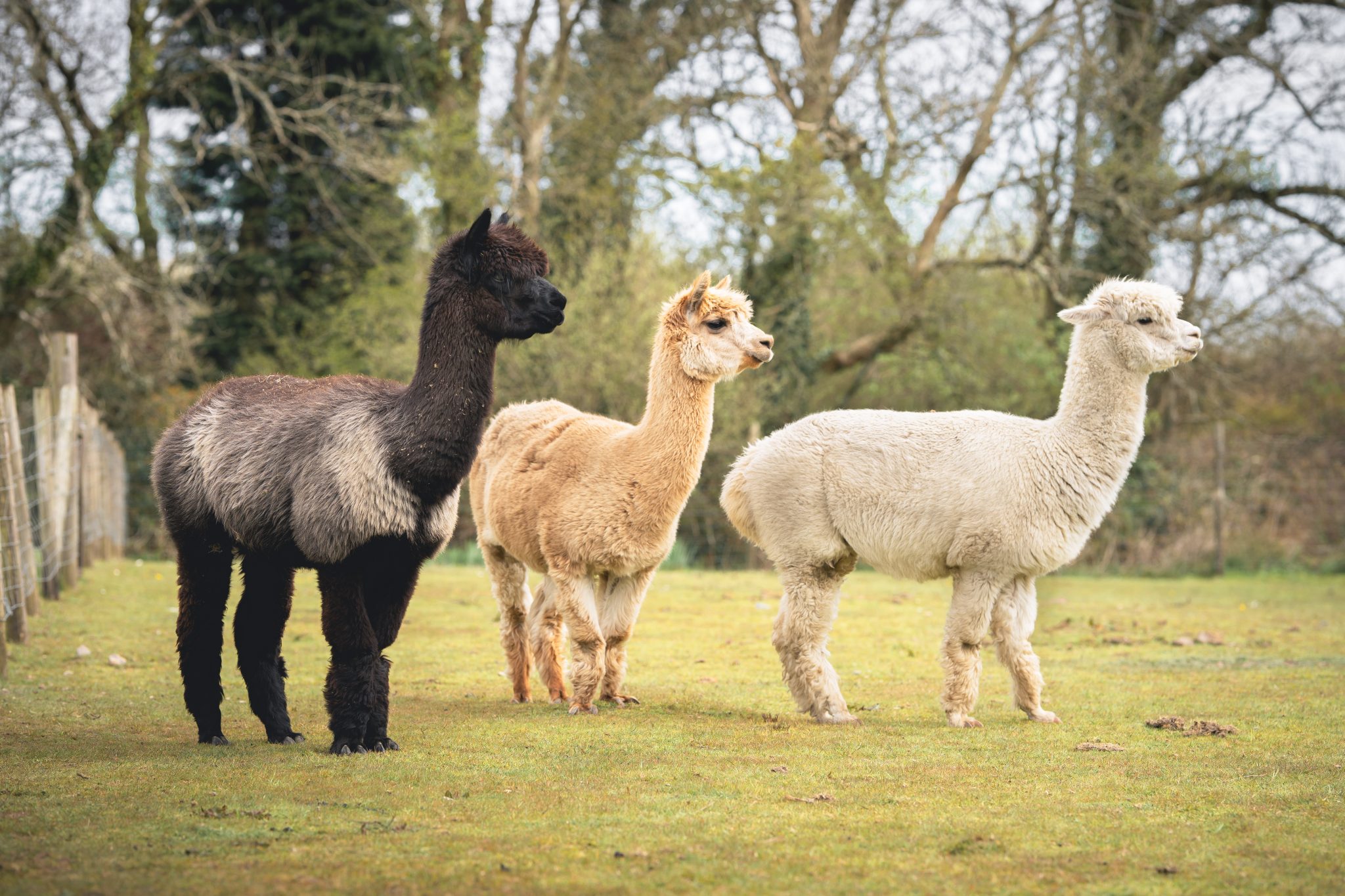 Resident Animals & Non Birds of Prey - Screech Owl Sanctuary & Animal Park