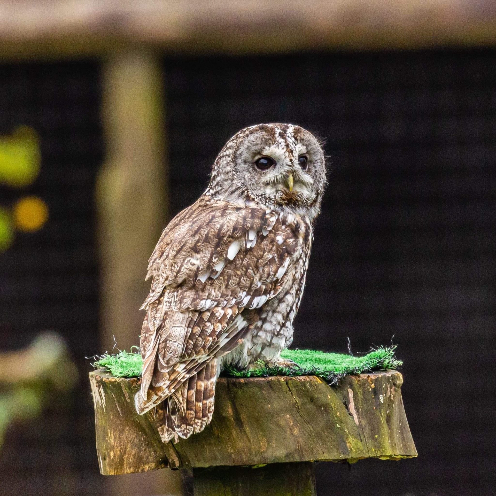 Tawny Owl - Screech Owl Sanctuary & Animal Park