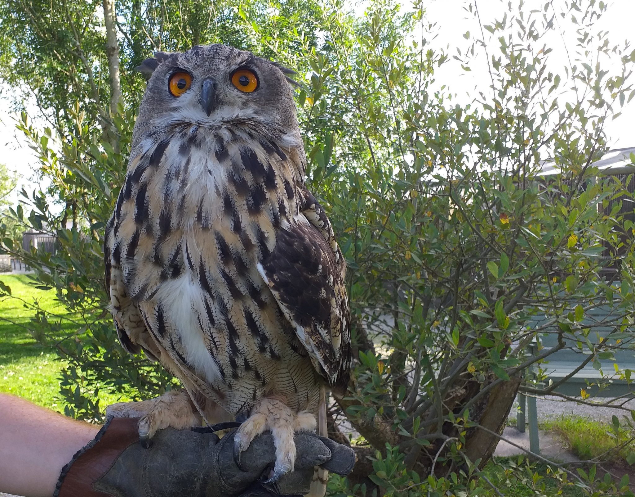 European Eagle Owl - Screech Owl Sanctuary & Animal Park