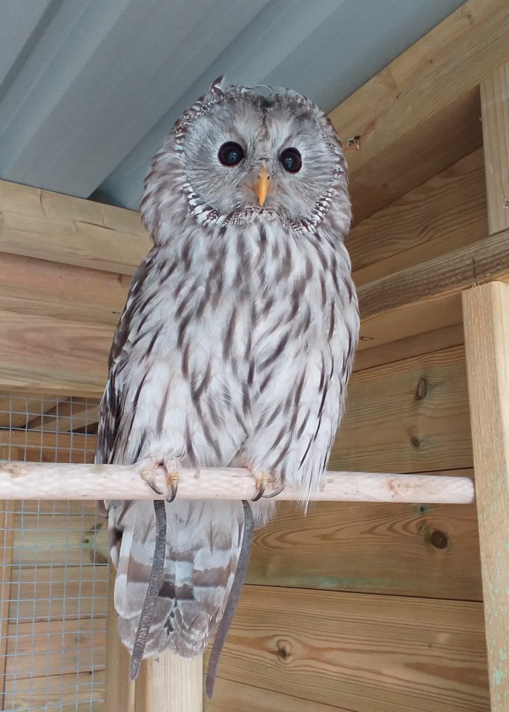 Ural Owl - Screech Owl Sanctuary & Animal Park