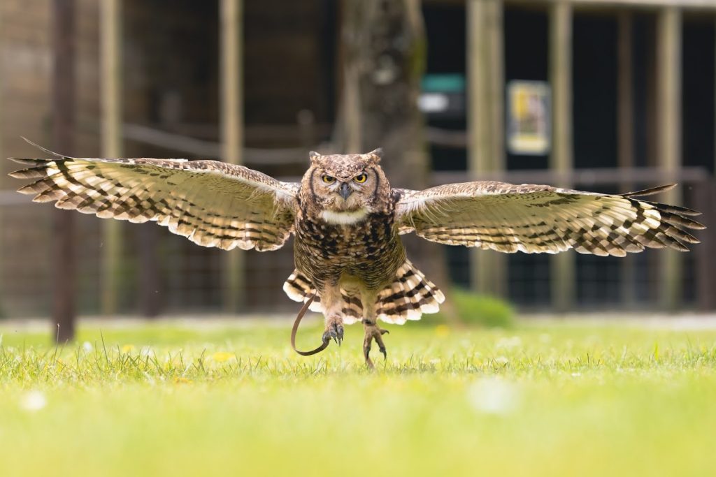 Meet the Birds & Animals - Screech Owl Sanctuary & Animal Park