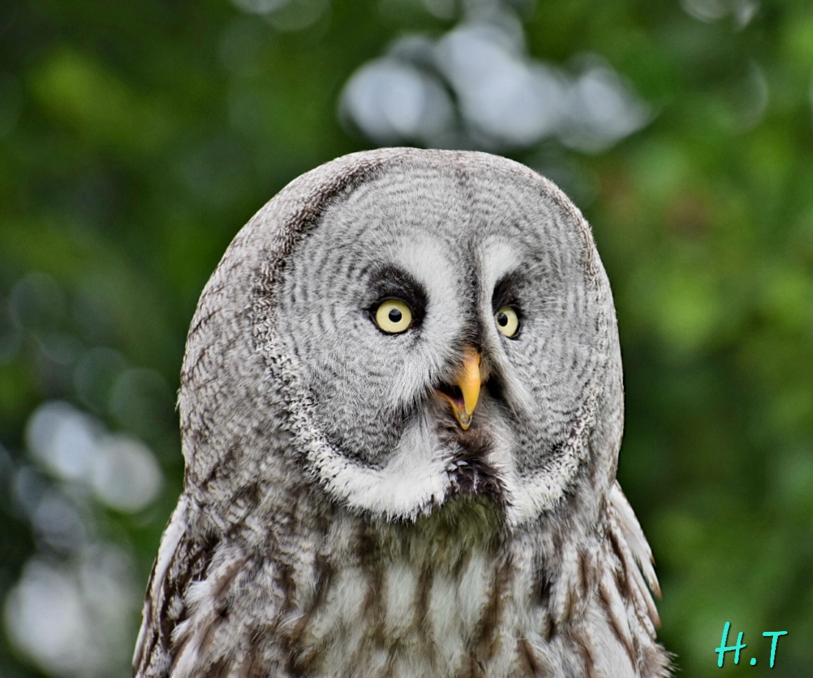 AUTUMN HALF TERM WEEKEND SPECIALS - Screech Owl Sanctuary & Animal Park
