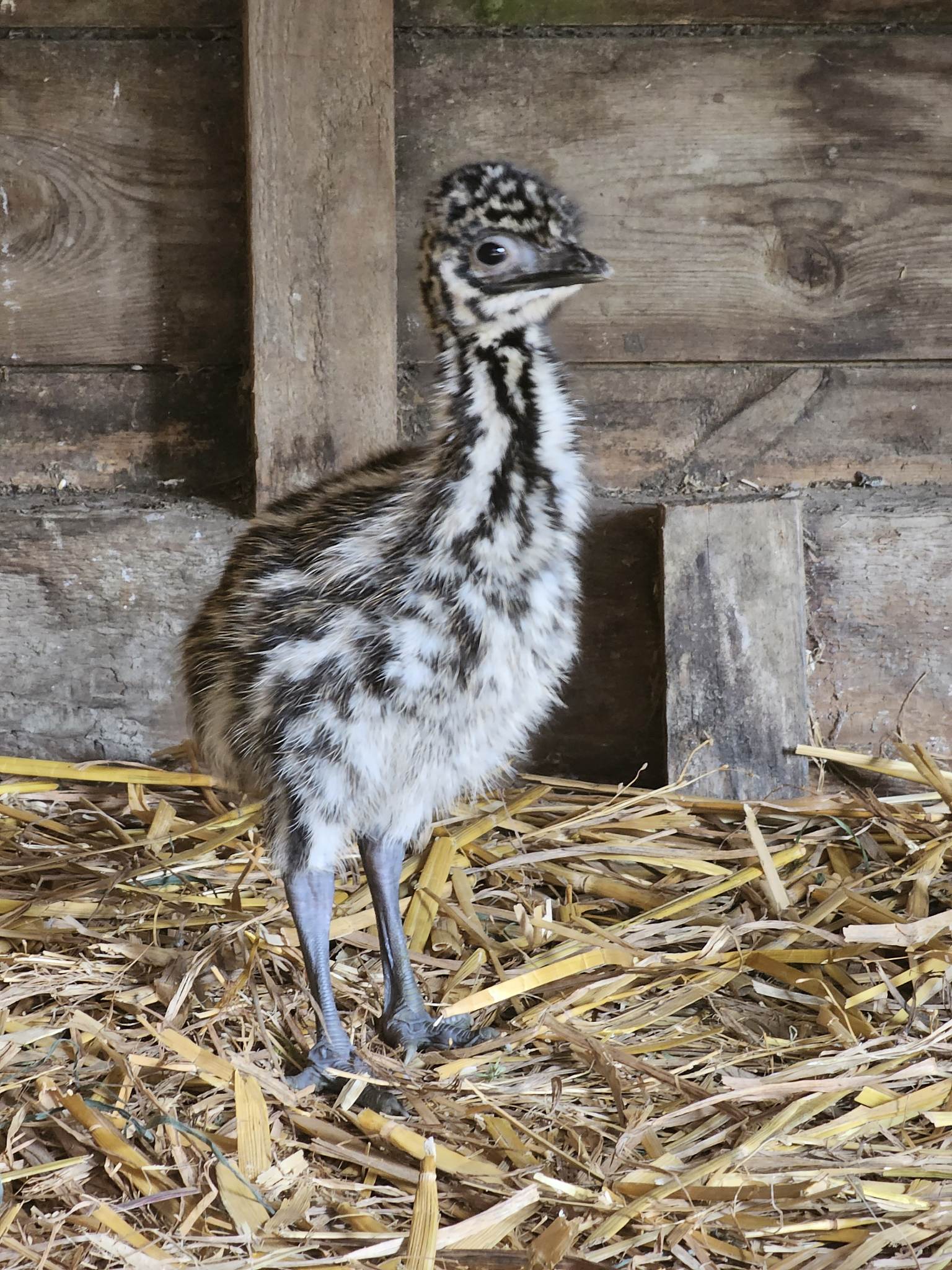 Baby Emu - Screech Owl Sanctuary & Animal Park