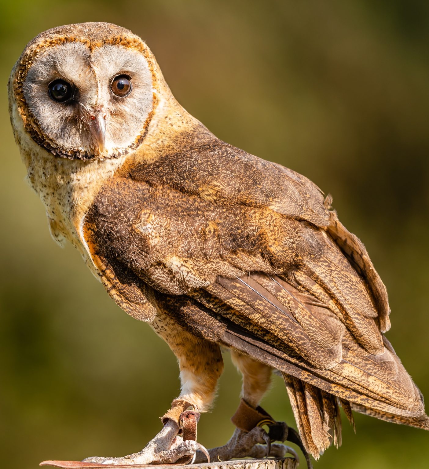 Home - Screech Owl Sanctuary & Animal Park