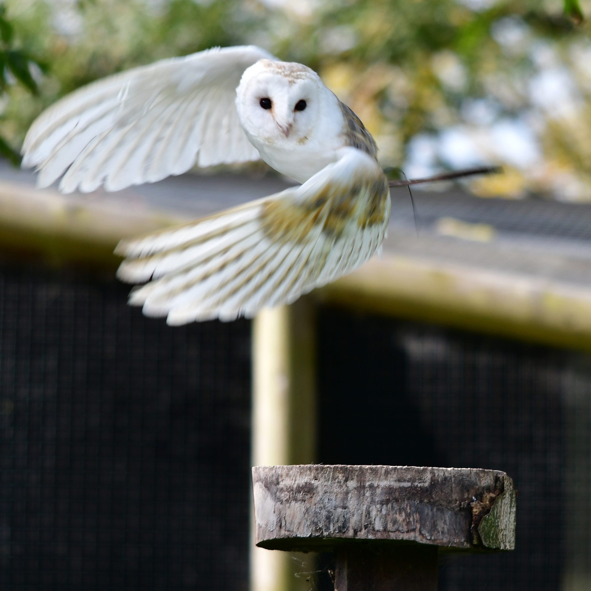 Exciting New Experience - Screech Owl Sanctuary & Animal Park
